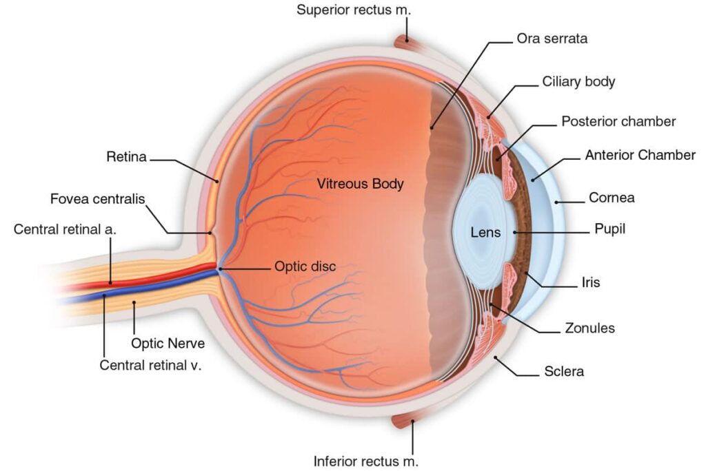 Cornea - Ascend Vision Partners